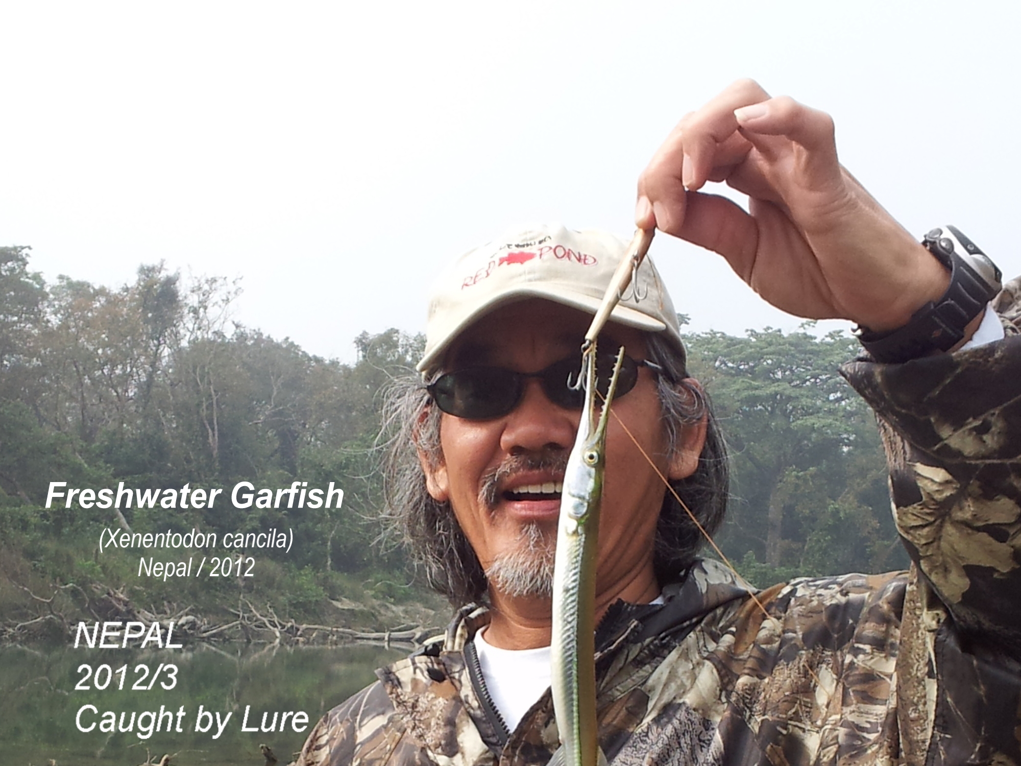 2005/11 Freshwater Garfish (Xenentodon cancila)